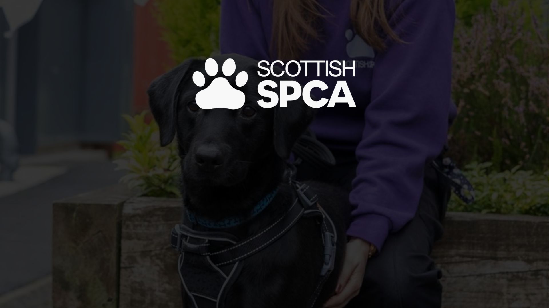 Scottish Spca Archives Lane Agency